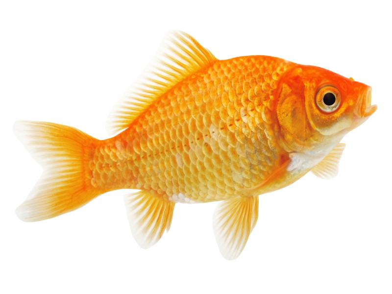 Cá vàng & Nutrients | theAsianparent