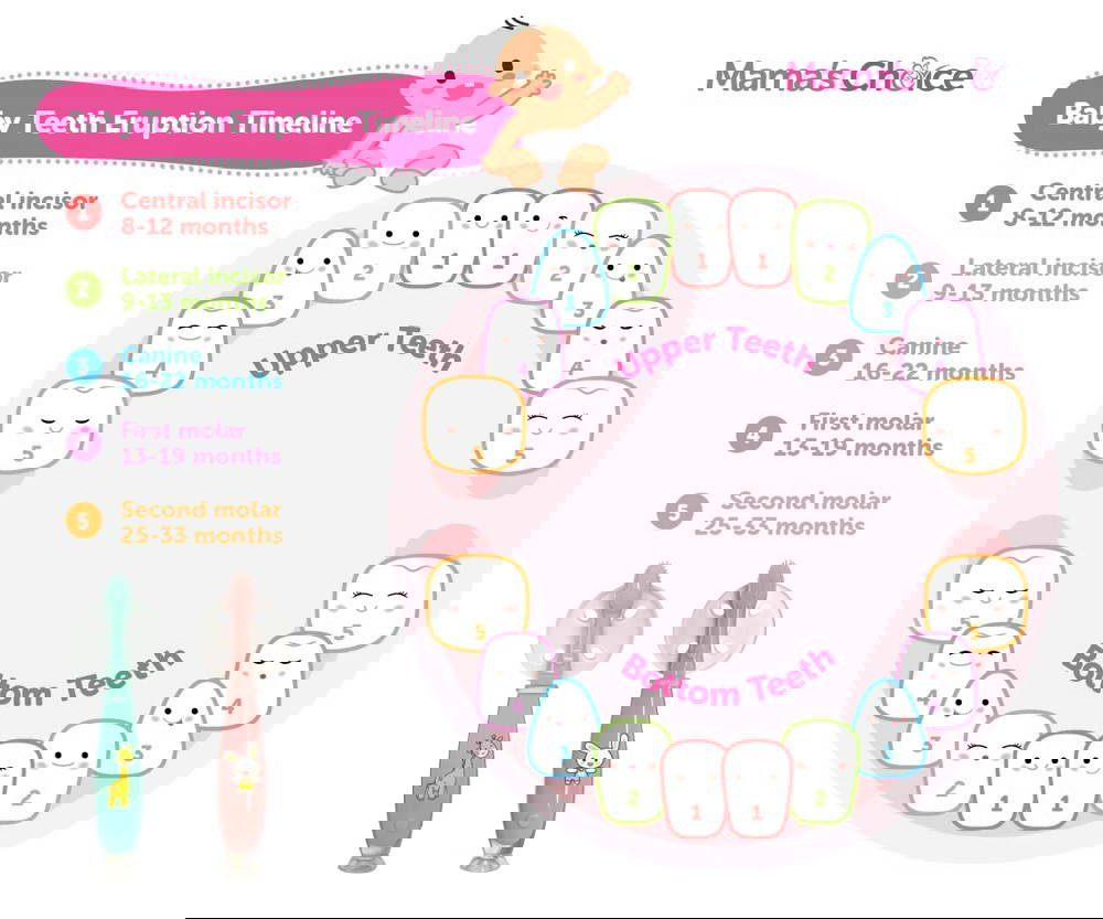 Baby Teeth: How To Promote Teeth and Gum Care in Babies