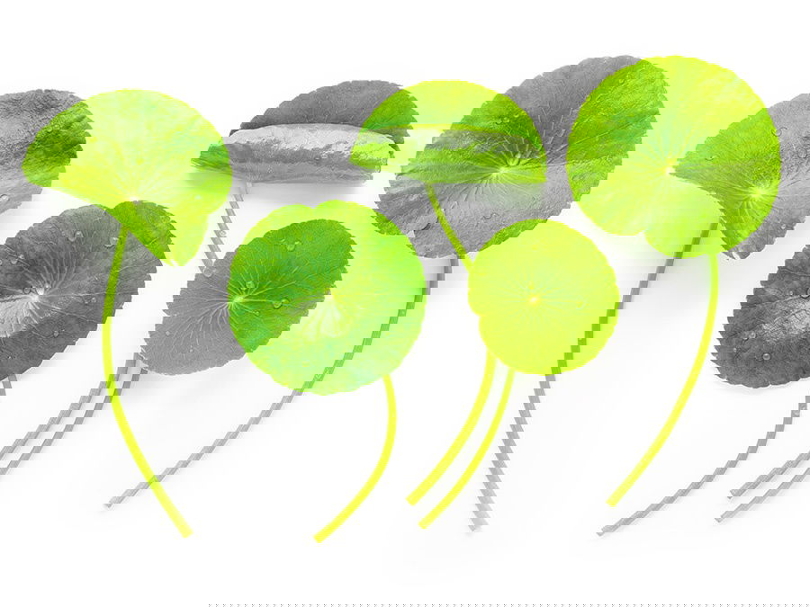 Centella Asiatica Benefits: How It Helps With Diaper Rash