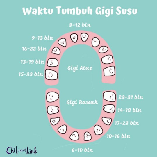 Waktu Erupsi Gigi Susu berbagi info seputar perumbuhan gigi