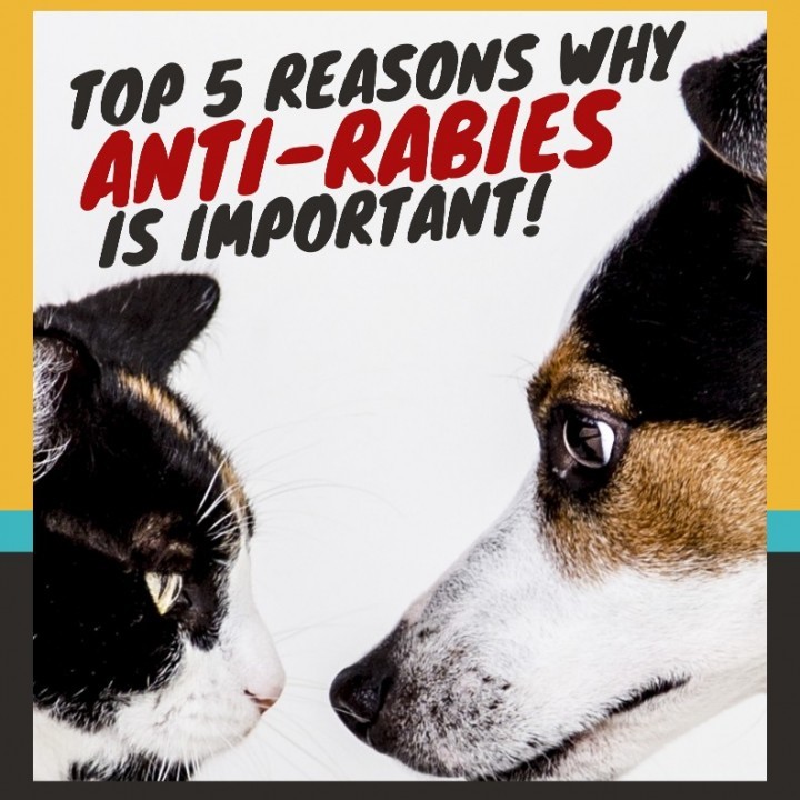 TOP 5 REASONS WHY ANTI-RABIES IS IMPORTANT! TOP 5 REASONS WH