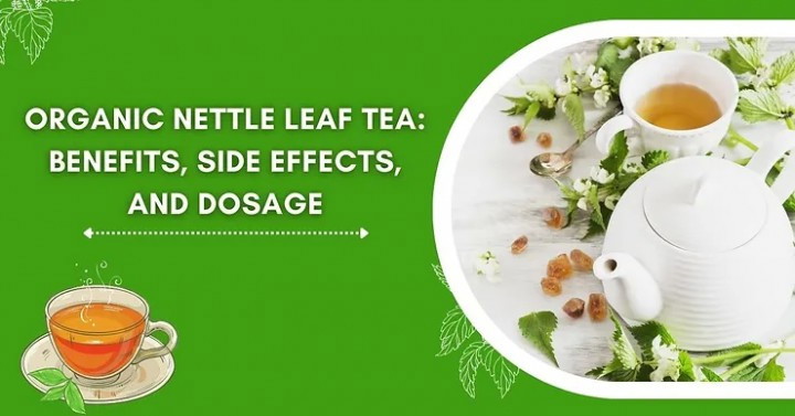 Organic Nettle Leaf Tea: Benefits, Side Effects, and Dosage