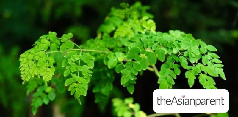 Health Benefits Of Malunggay Leaves : 7 Wonders Of Moringa Oleifera
