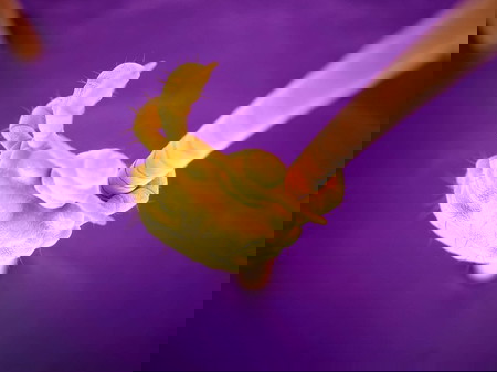 Kuto Sa Ari O Pubic Lice: Sanhi, Sintomas, at Gamot Para Dito