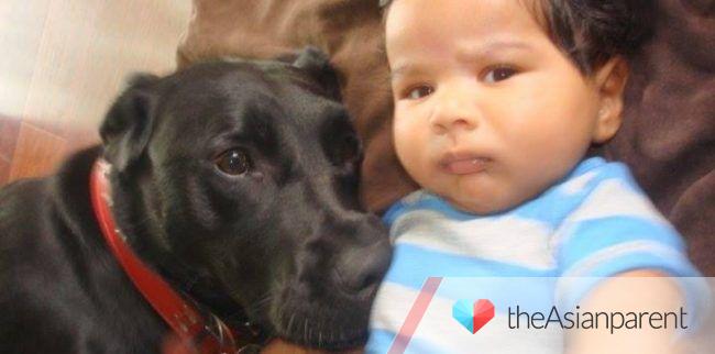 Introducing Pets To Newborns: A Guide For All Parents