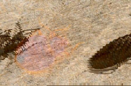 Kagat Ng Surot: Palatandaan Na Ikaw Ay Nakagat At Gamot Para Dito