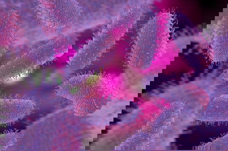 Ilang Araw Bago Lumabas Ang Sintomas Ng Rabies Sa Tao?