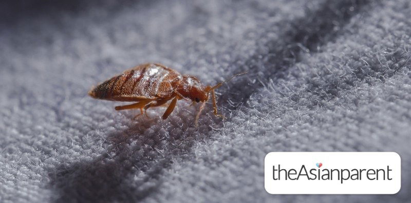 Kagat Ng Surot: Palatandaan Na Ikaw Ay Nakagat At Gamot Para Dito