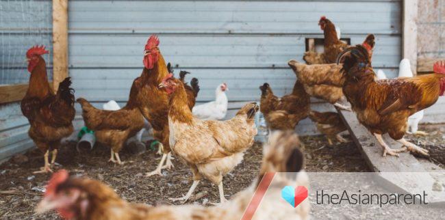 Bird Flu Sa Pilipinas Kinumpirma Ng Department Of Agriculture