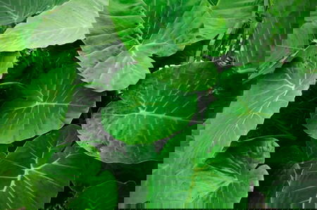 4 Ways To Cook Creamy And Special Laing Recipe