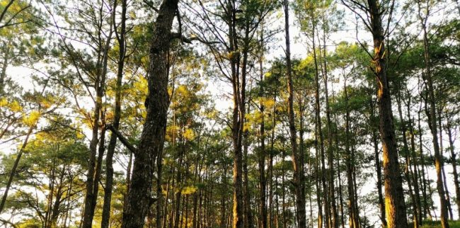 Sekaya Gives 5,190 Endemic Tree Seedlings to the Cordillera ...