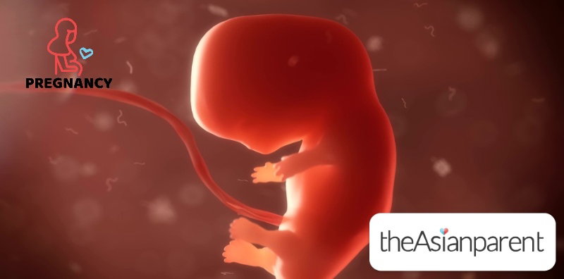 Embryo Vs Fetus Vs Baby: What's the difference?