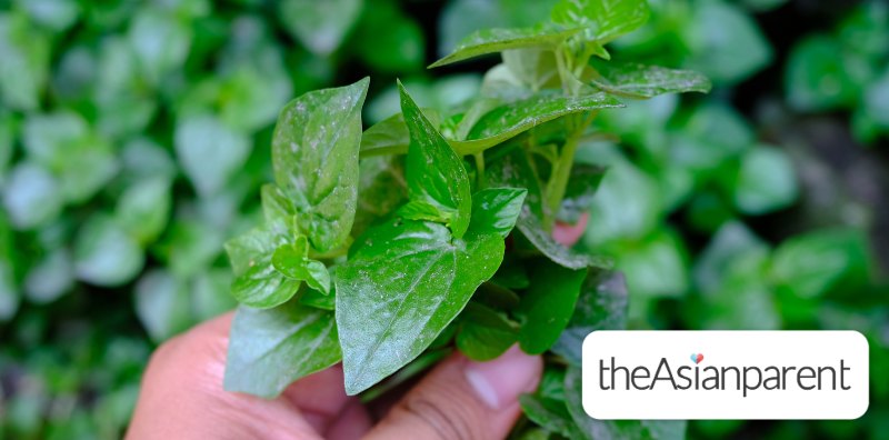 Herbal Medicine: 4 Na Halamang Gamot Pasado Na Sa Clinical Trial