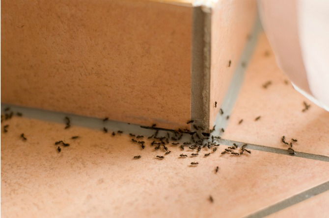 How To Get Rid Of Ants And Stop Ant Infestations In Singapore