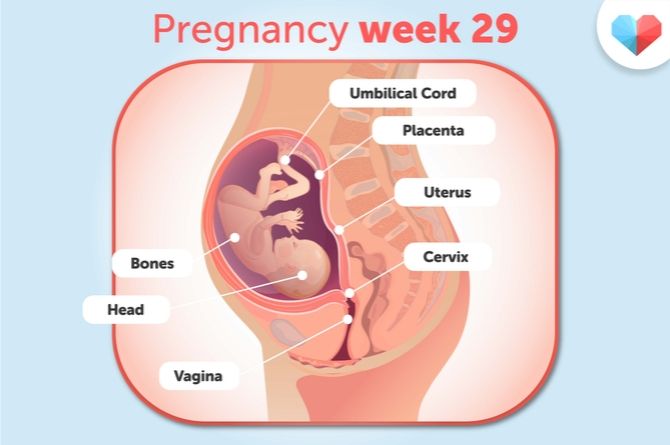 Pregnancy Guide: What You Need to Know at 29 Weeks Pregnant