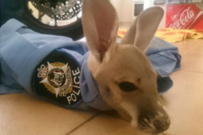 Australian Police Officer Adopts Baby Kangaroo: Meet The New Sheriff