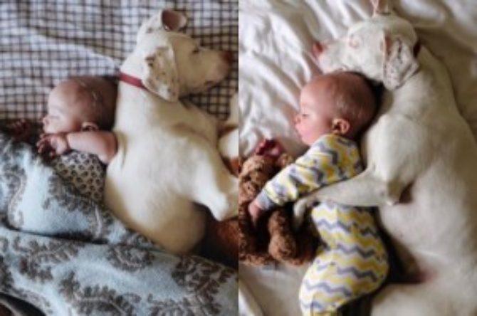 Dog cuddling baby: This Adorable Photo Will Melt Your Heart