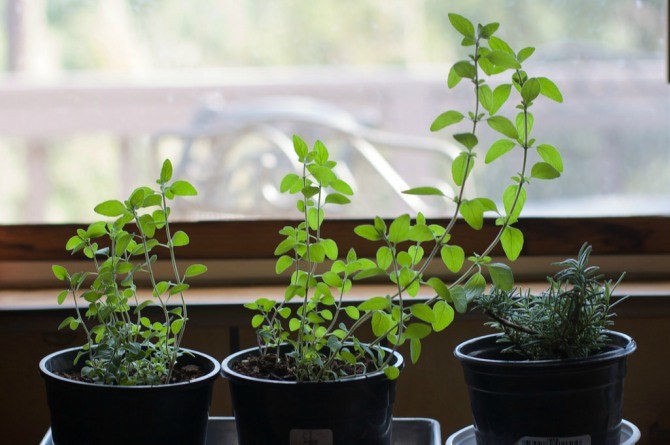 Indoor Herb Garden: Grow Your Own Fresh Food At Home With These 5 Smart ...