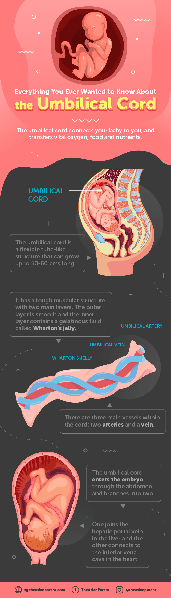 Function Of Umbilical Cord: A Detailed Guide For Parents