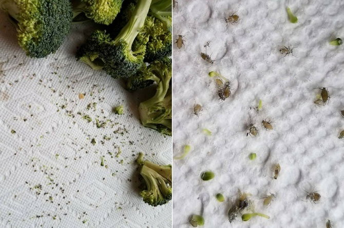 Black Aphids On Broccoli