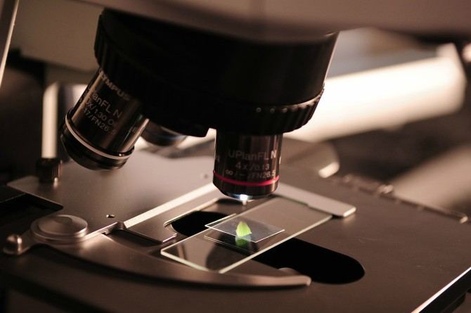 Newly Discovered Organ In The Human Body: What We Know Now