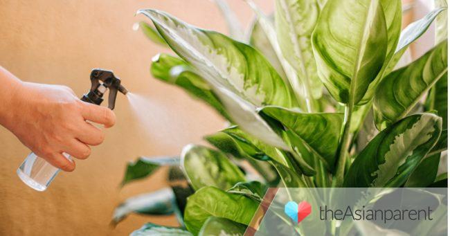 7 Poisonous Plants To Humans And Animals: Guide To Keep Families Safe