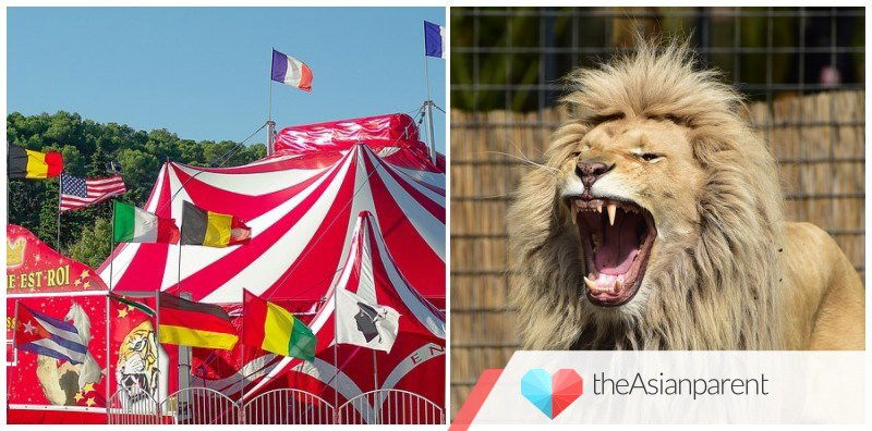 Circus Accidents With Animals: Lion Escapes And Slashes Girl's Face