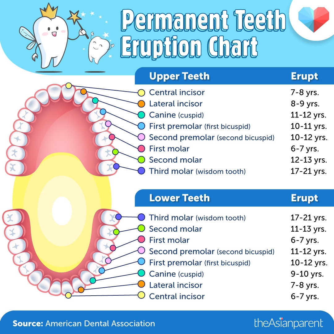 Tooth Eruption Charts Tooth Eruption Charts