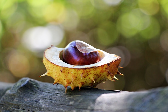 Japanese Autumn Produce: 4 Must-Try Foods To Eat During Autumn