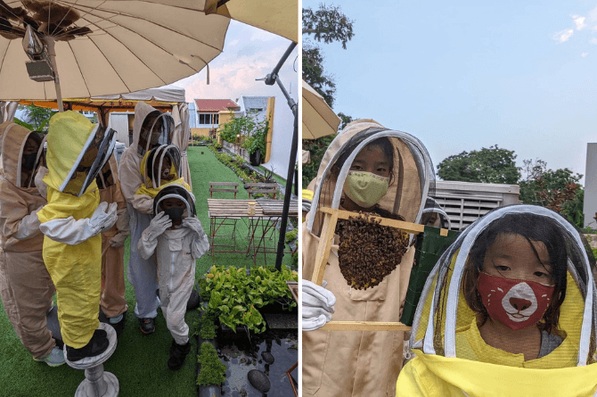 Bee Farm In Singapore: 4 Kid-Friendly Bee Farms You Can Visit