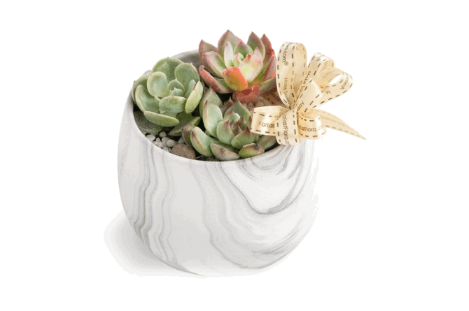 Shopee Ultimate Gift Guide To Buying The Best Present For Teacher's Day