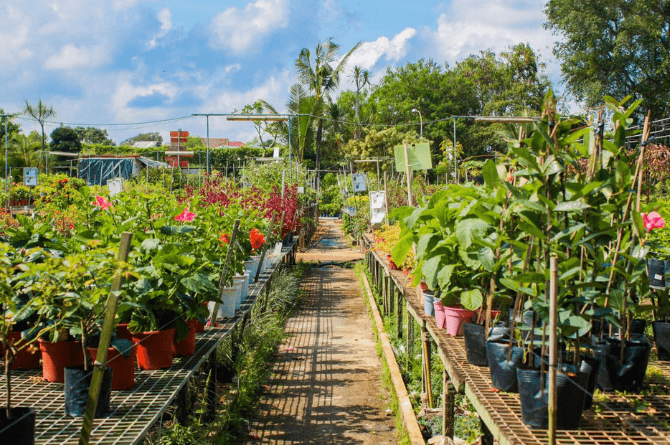 Urban Farming In Singapore: 9 Farms To Visit With The Kids