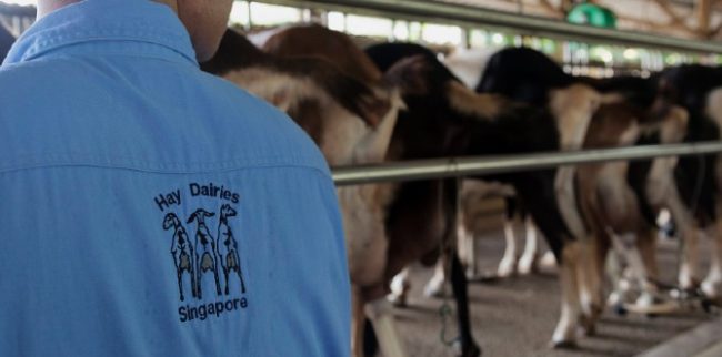 Hay Dairies Goat Farm: Why You Need To Plan A Visit With The Kids