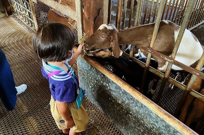 Hay Dairies Goat Farm: Why You Need To Plan A Visit With The Kids