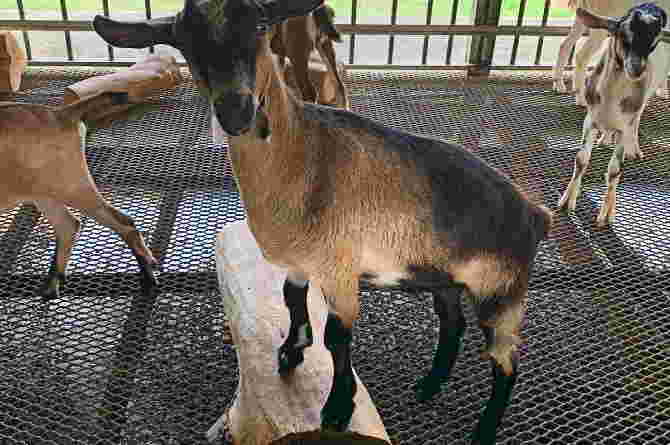 Hay Dairies Goat Farm: Why You Need To Plan A Visit With The Kids