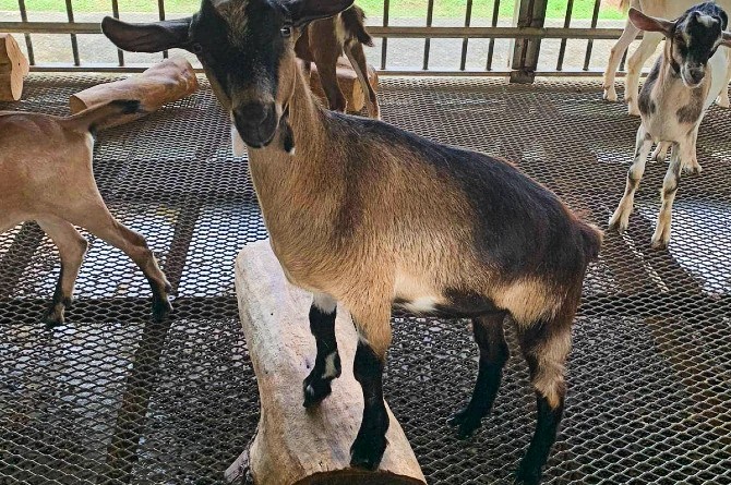Hay Dairies Goat Farm: Why You Need To Plan A Visit With The Kids