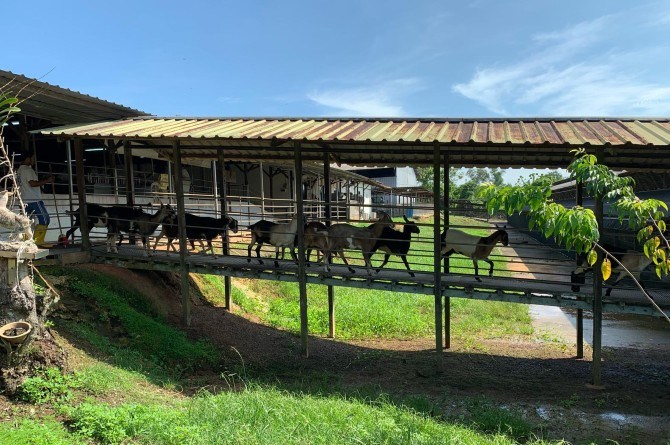 Hay Dairies Goat Farm: Why You Need To Plan A Visit With The Kids