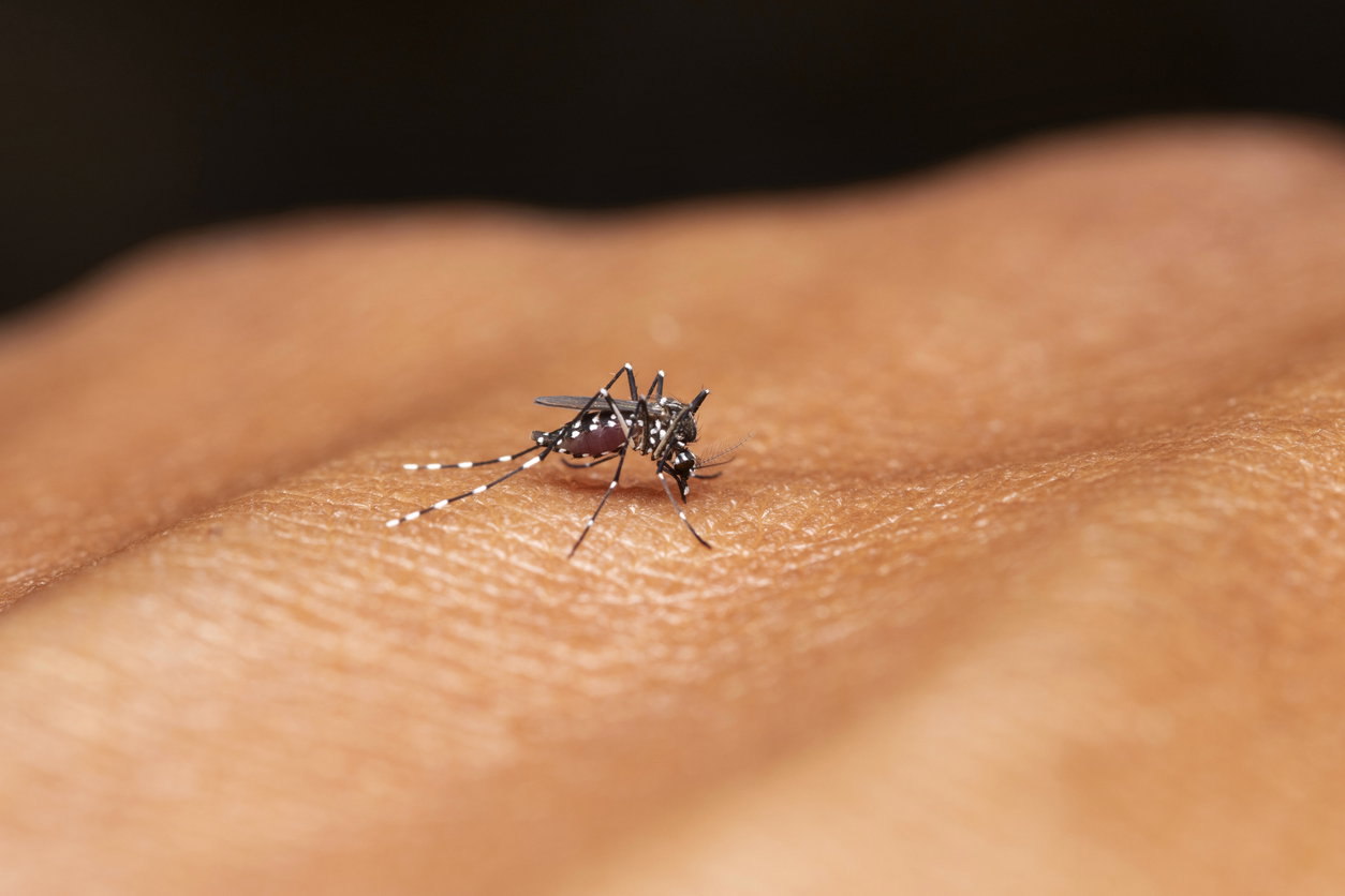 Dengue Fever: Symptoms, Diagnosis, Treatment and Prevention at Home