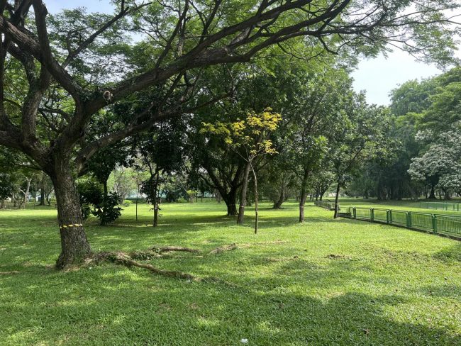 Make Memories in Tanjong Rhu Road's Small Forest Before It's Gone