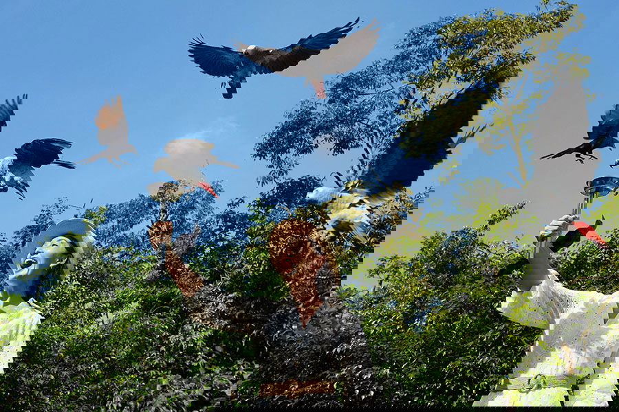 Feathers, Fun & Fares: The Ultimate Guide on Singapore's Bird Paradise