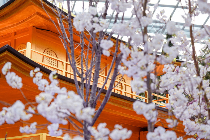 Gather Your Family at Gardens by the Bay Sakura Floral Display 2024