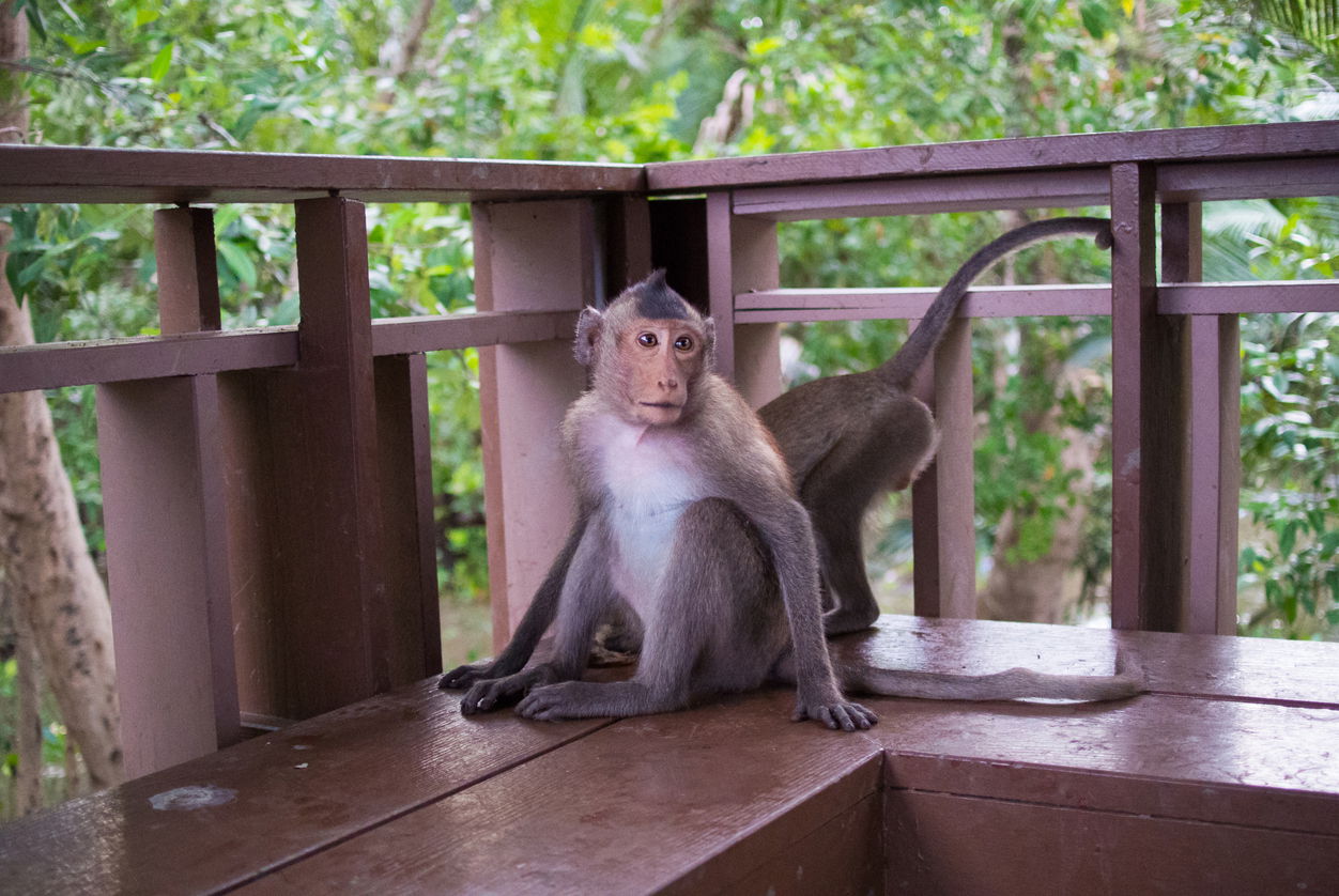 Punggol East Residents Fear Monkeys Would Attack Kids