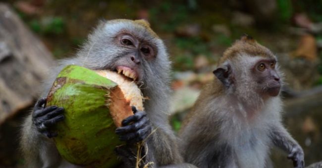 Monkeys Invading House in Punggol? Here’s How Parents Can Take back Control