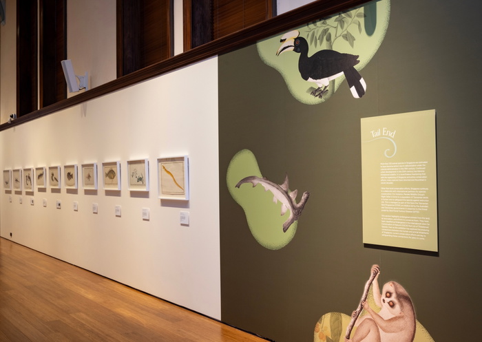 SG60 List: Singapore’s Treasured Natural History Drawings Debut at the ...