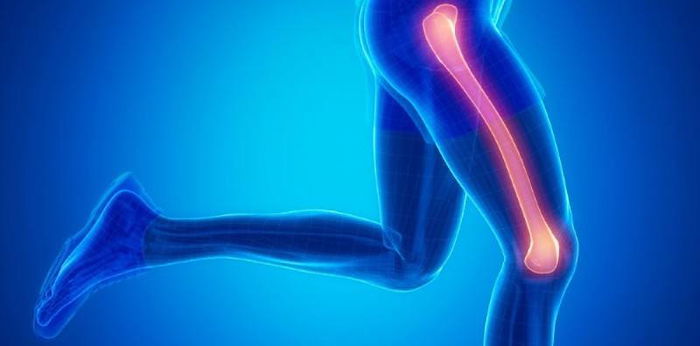 Understanding the Function of the Femur and Its Parts in the Human Body