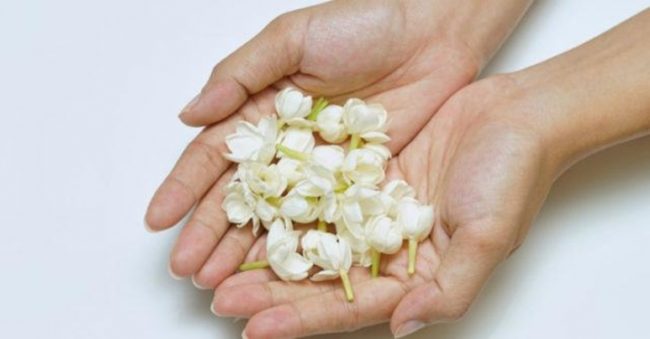 15 Manfaat Bunga Melati untuk Kesehatan dan Kecantikan