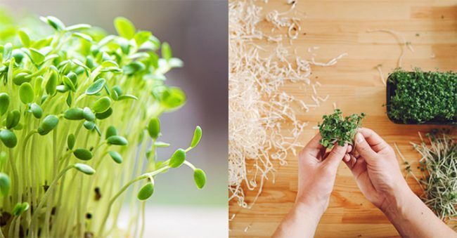 Microgreens adalah Tanaman Mini Kaya Manfaat, Ini Cara Menanamnya