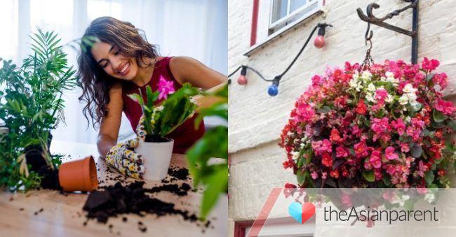 10 Tanaman Hias Gantung atau Bunga Gantung Cocok Jadi Dekorasi