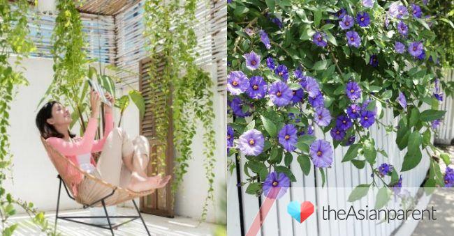 12 Tanaman Hias Merambat, Bikin Hunian Makin Teduh dan Cantik