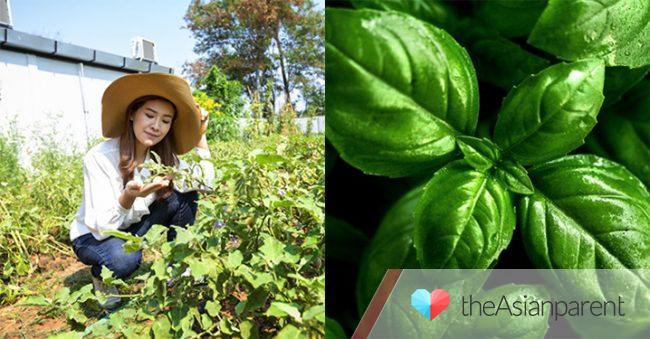 15 Tanaman Obat, Nama, Jenis dan Khasiatnya untuk Kesehatan